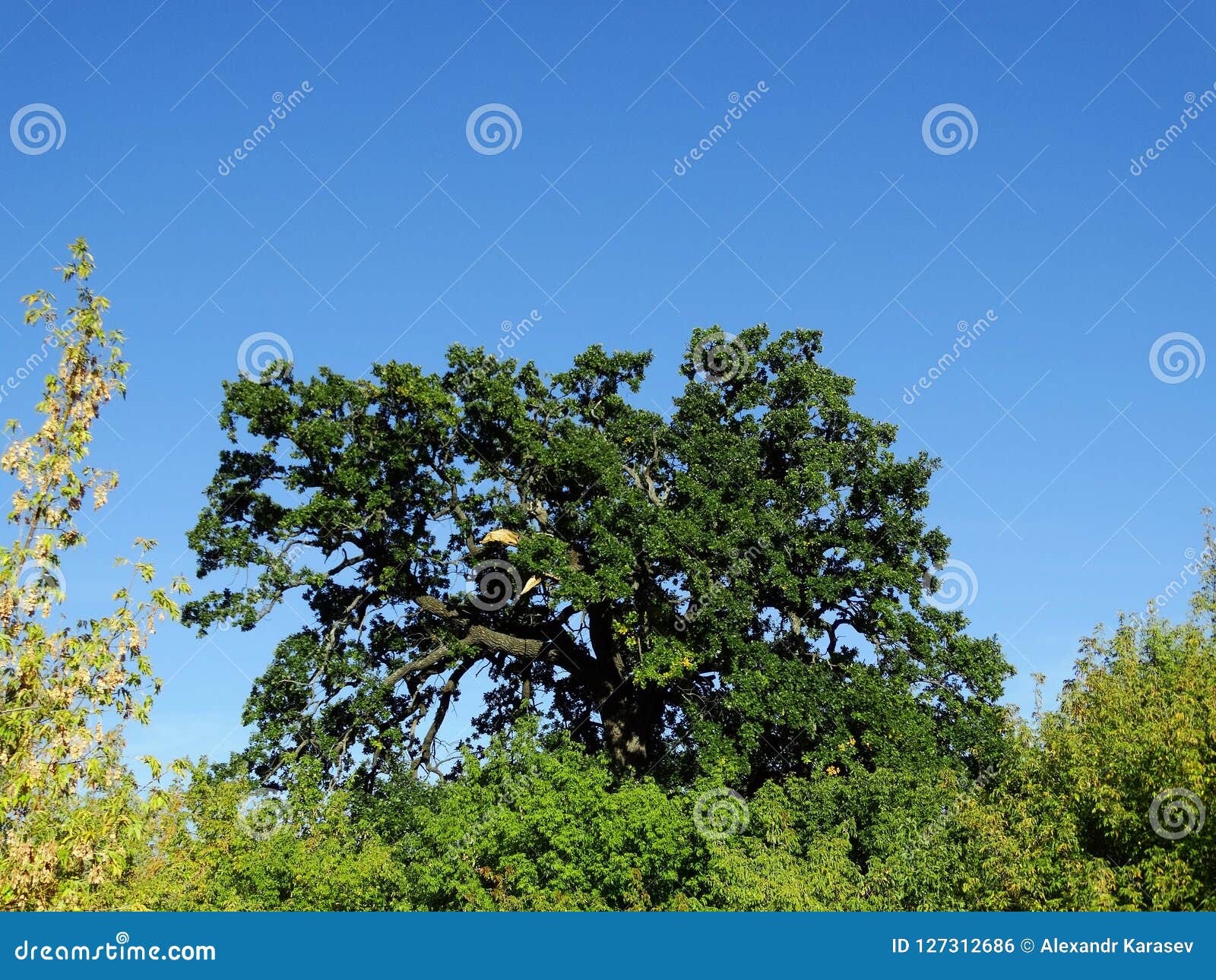 Centenary Oak Crown Stock Photo | CartoonDealer.com #127312686