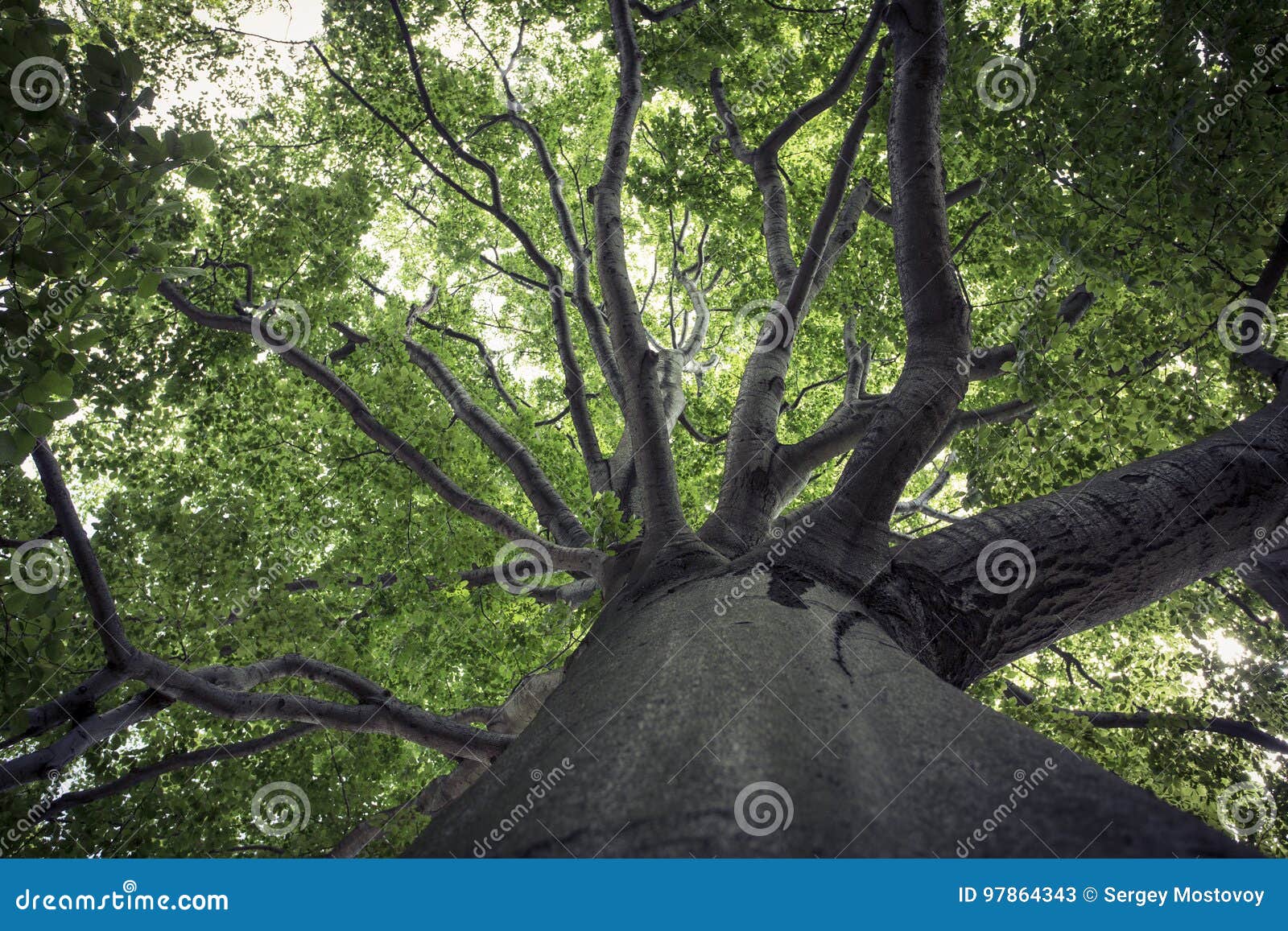 Spreading Crown of Beech Tree Stock Image - Image of outdoor, leaves ...