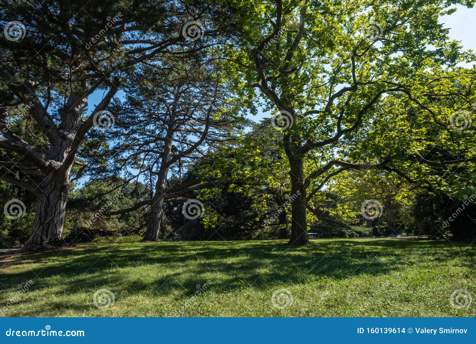 Spreading Crown of Large Coniferous and Deciduous Trees in the ...