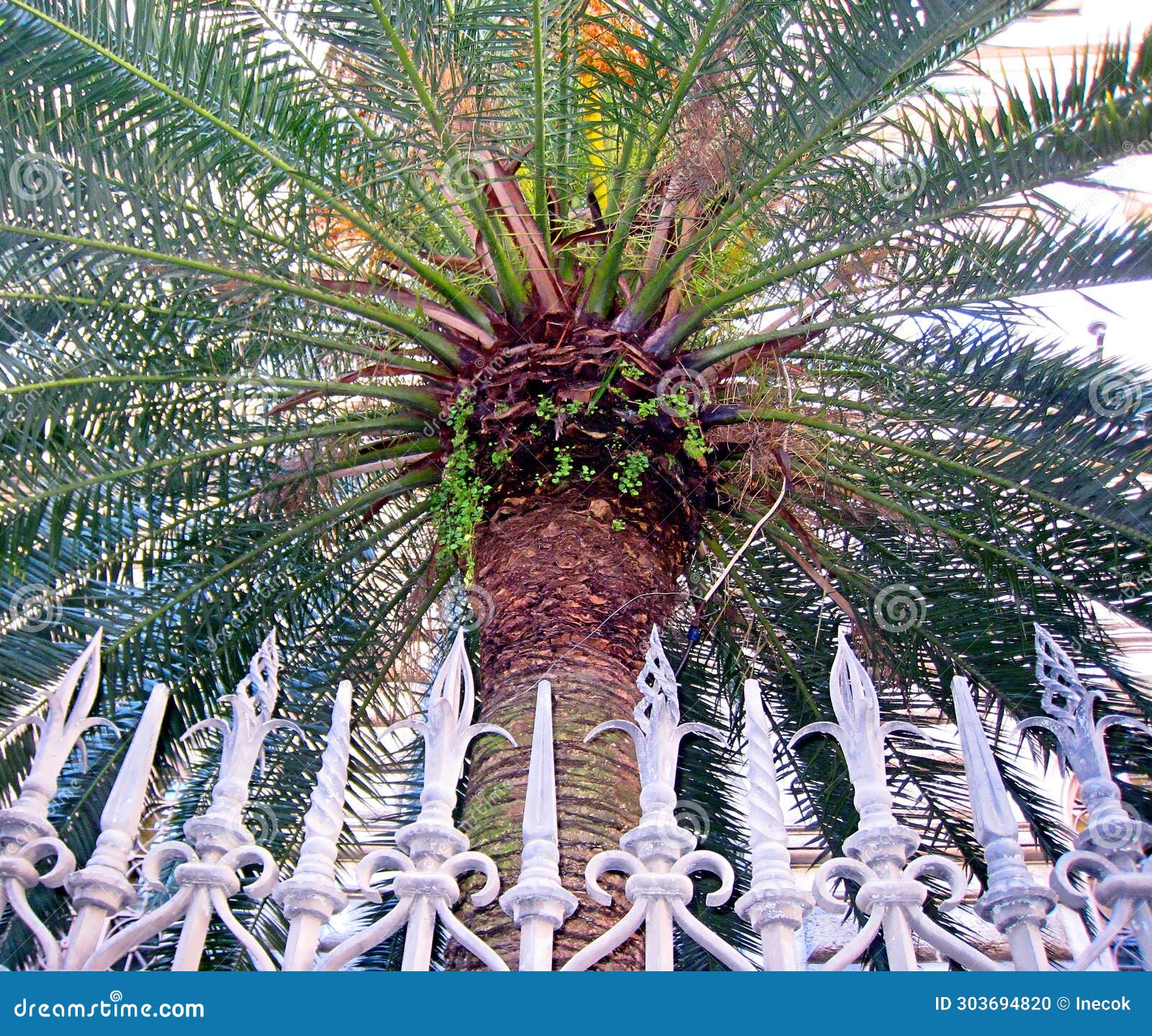 The Spreading Crown of a Palm Tree Behind an Artistic White Fence ...