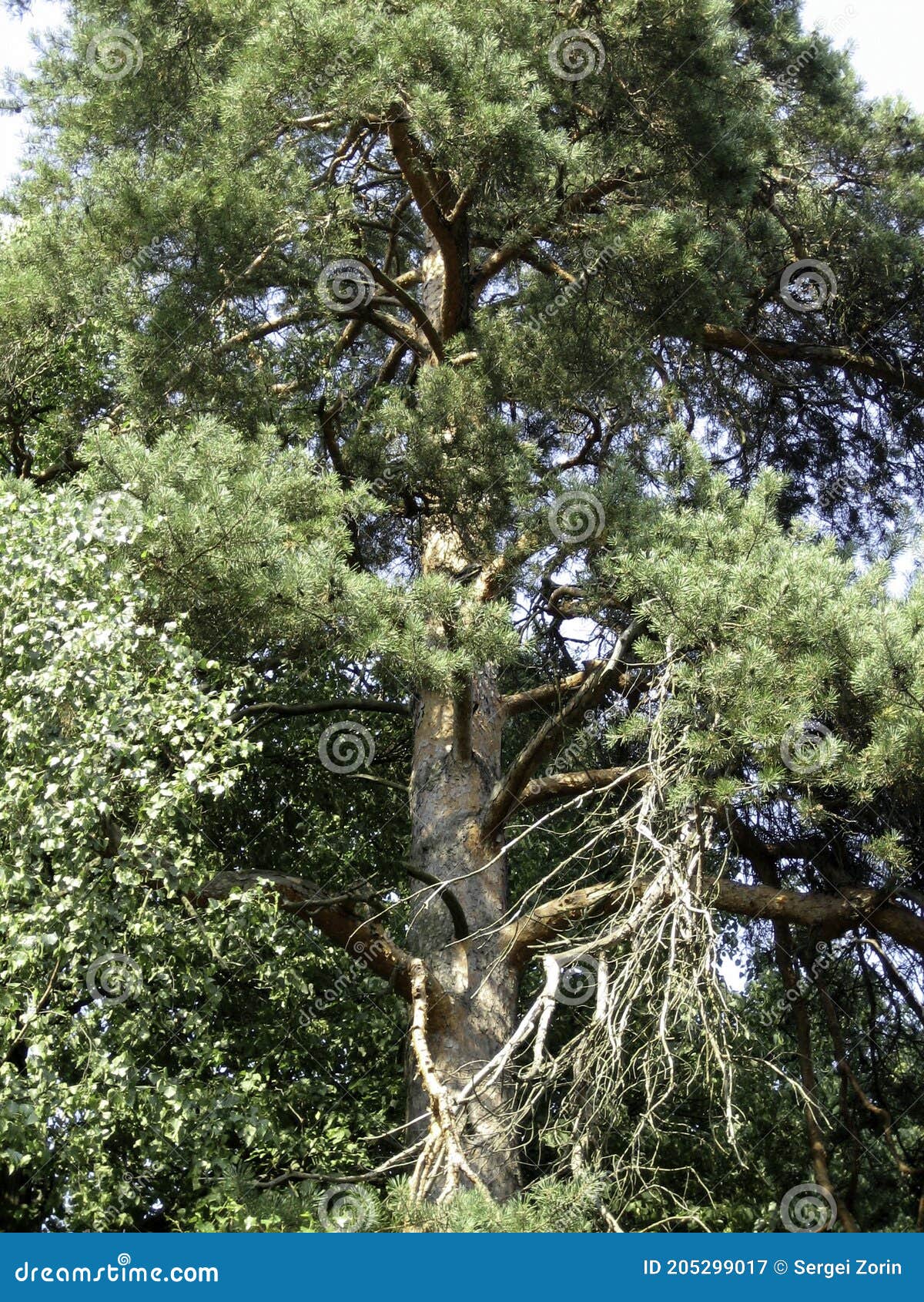 The Spreading Crown of a Pine Tree Surrounded by Other Trees in the ...