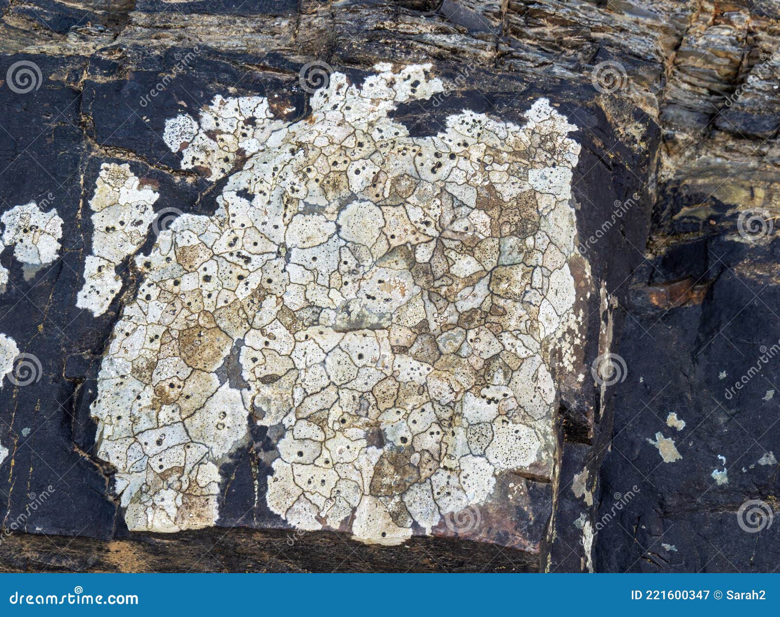 Crustose White Lichen with Black Spots on Seashore Rocks, North Devon ...