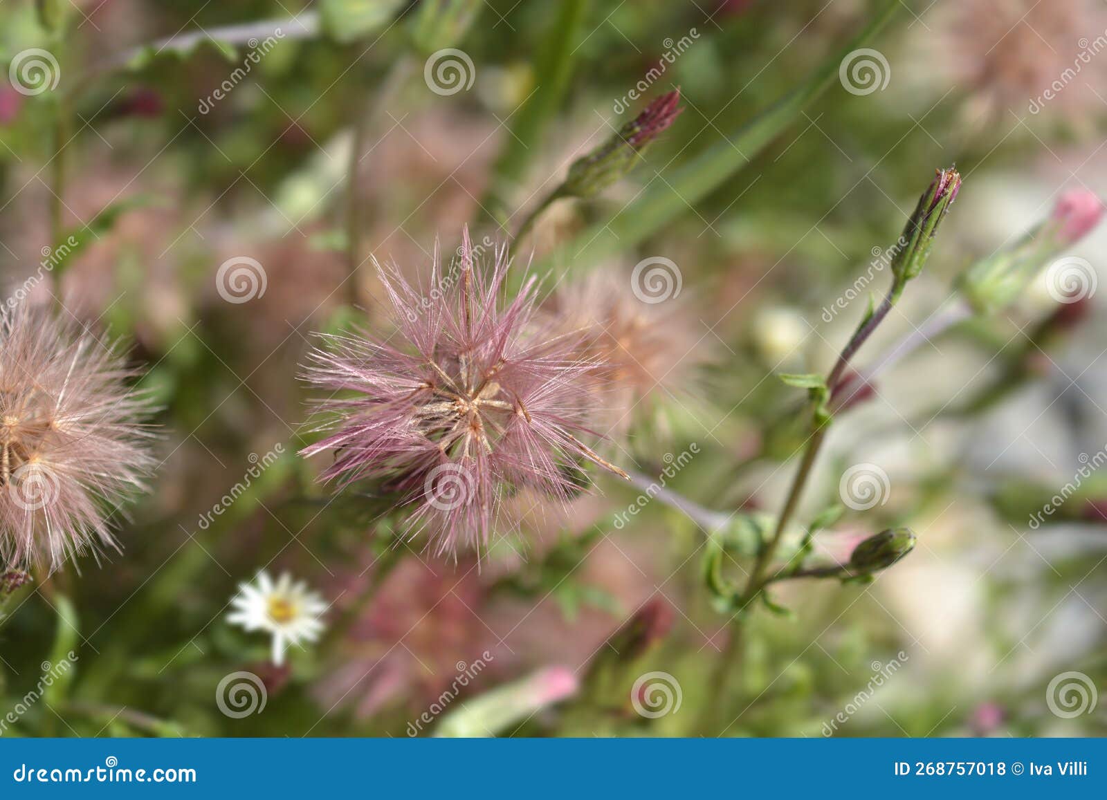 Spreading fleabane stock photo. Image of head, autumn - 268757018