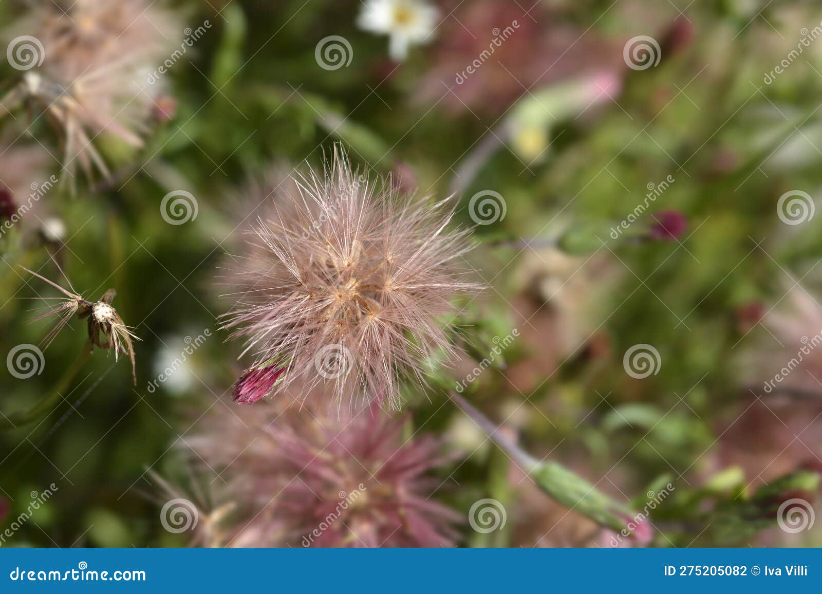 Spreading fleabane stock photo. Image of plant, fleabane - 275205082