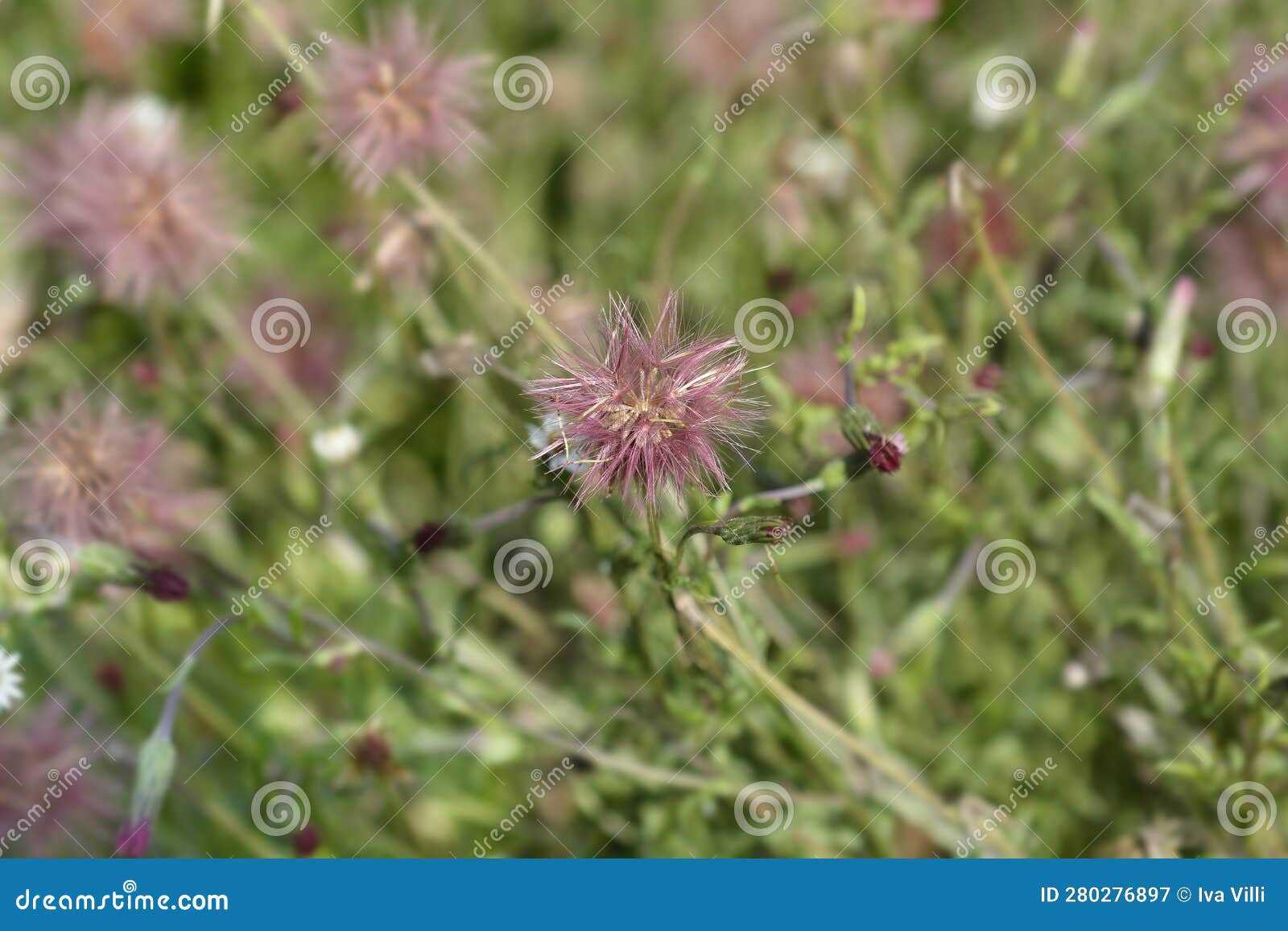 Spreading fleabane stock image. Image of leaf, seeds - 280276897