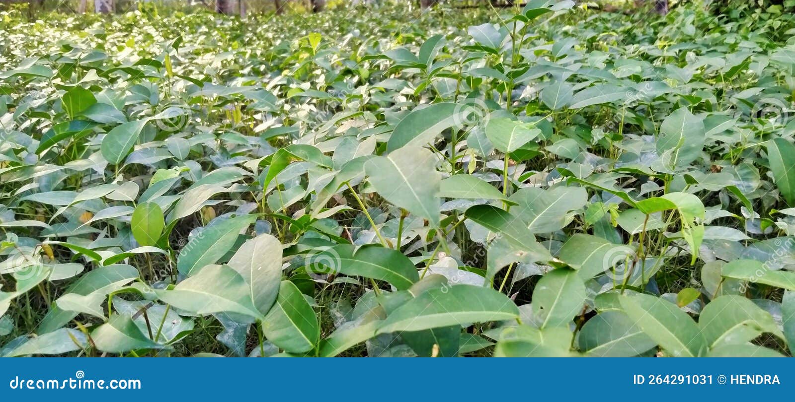 Spreading Leaves that Grow Very Rapidly Stock Image - Image of grow, shrub: 264291031