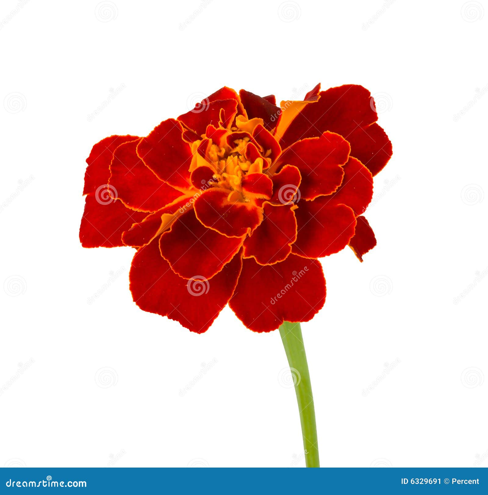 Spreading marigold stock image. Image of yellow, pollen - 6329691
