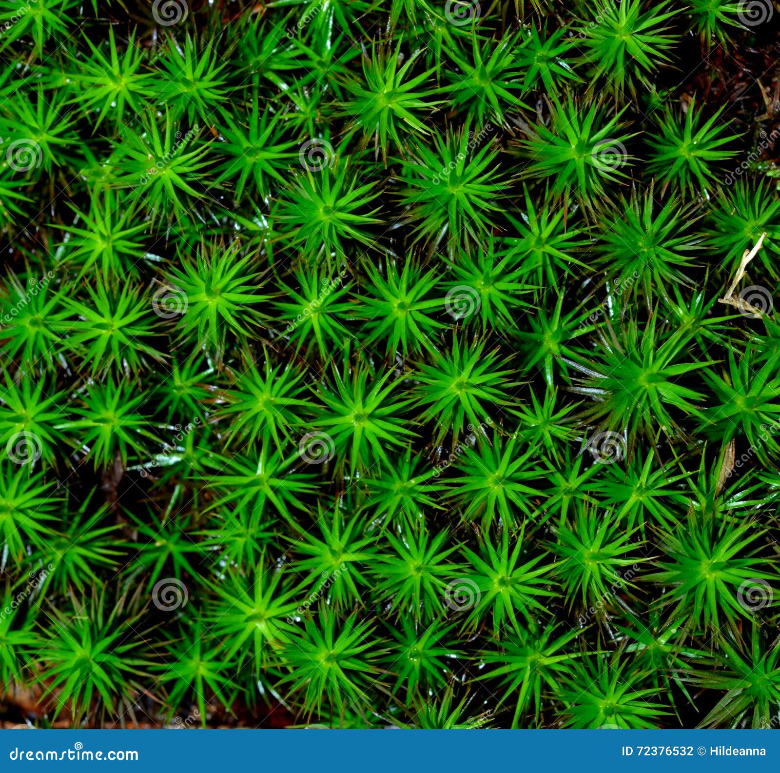 Moss Ground Normal Map Texture, Bump Map Texture Stock Photo ...