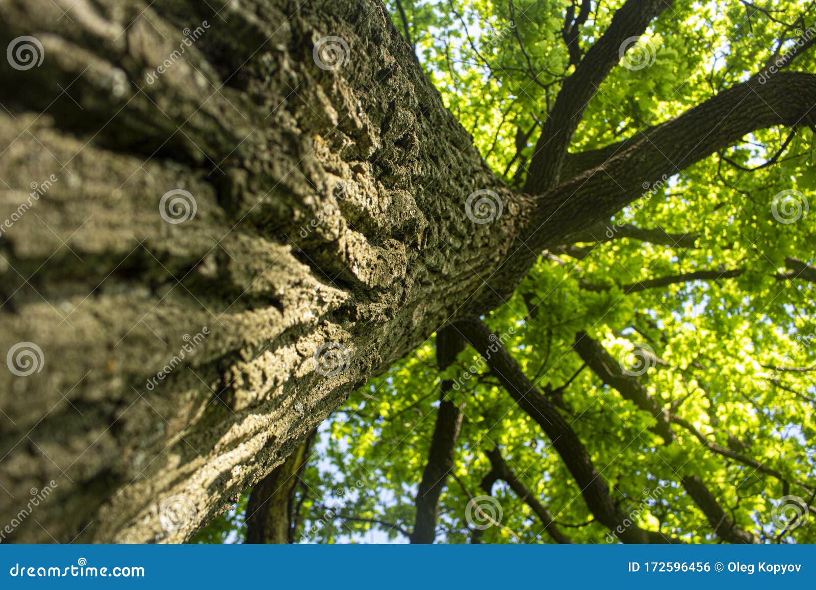 Sprawling Tree. Oak Branches. Stock Photo - Image of branches, bottom ...
