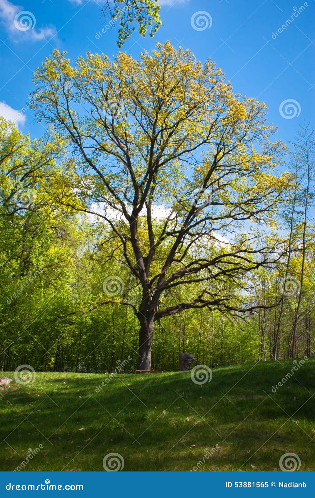 Spreading oak in the park stock image. Image of tracking - 53881565