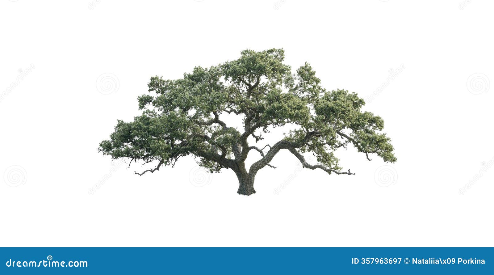 Spreading Oak Tree with Dense Leaves Isolated on Transparent Background ...