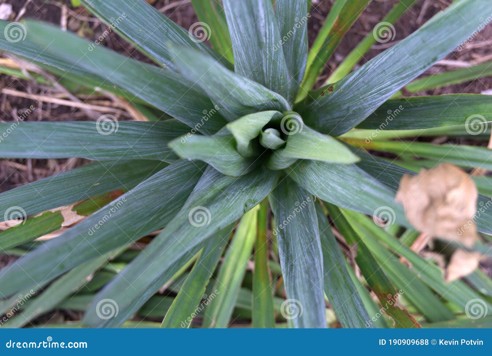 Spreading plant stock photo. Image of green, garden - 190909688