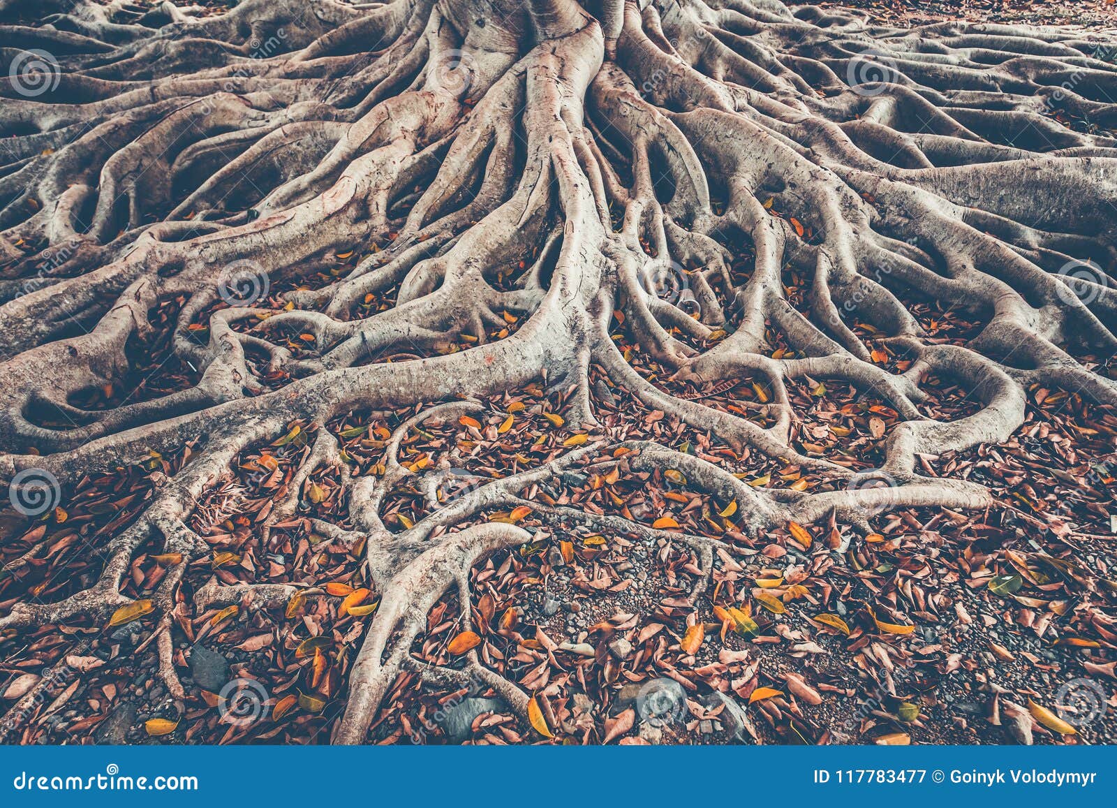 The Root System And Trunk Of A Huge Banyan Tree In Key West Florida Usa ...