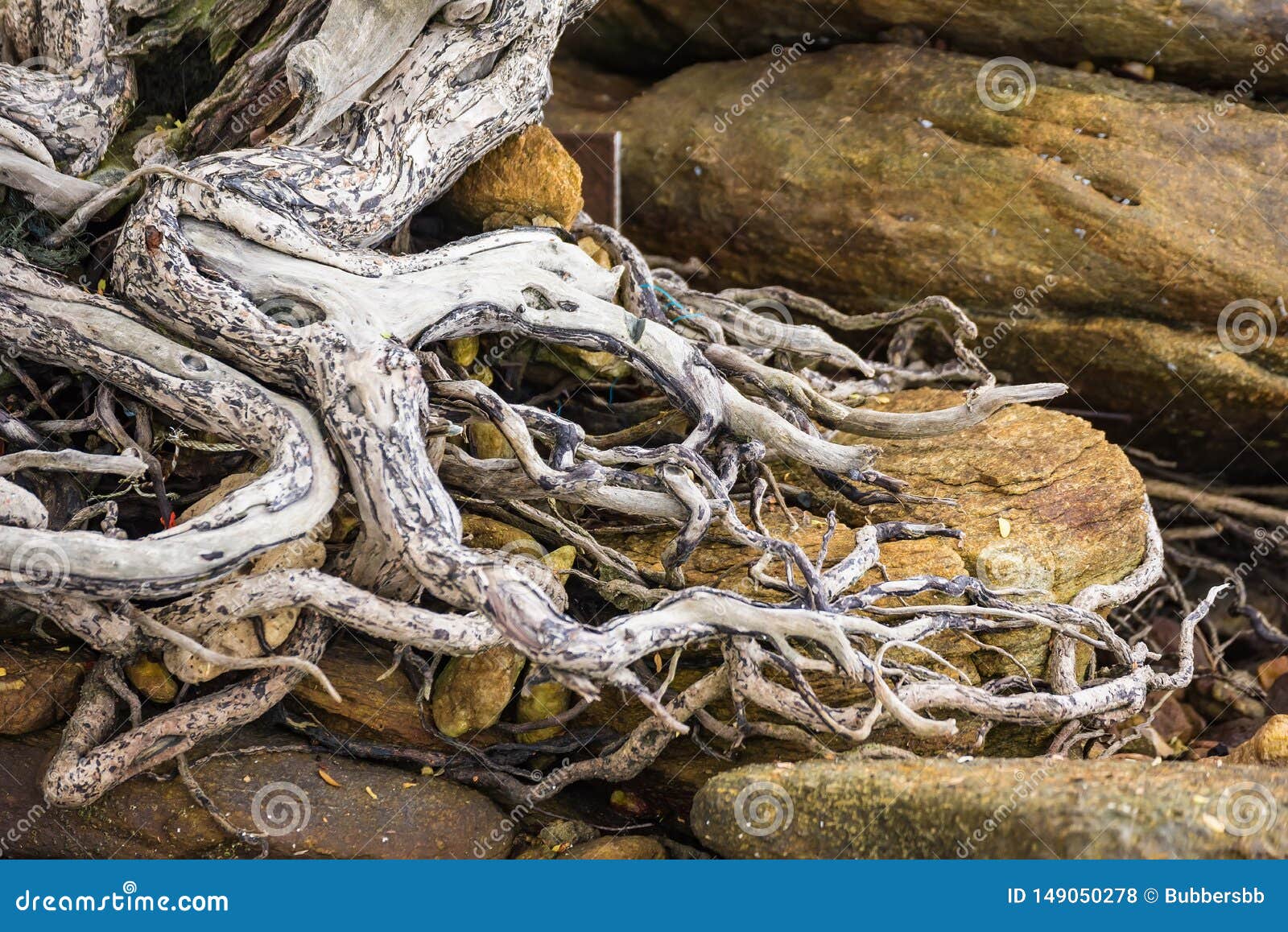 The Spreading Root System of the Old Tree on the Ground. the Variety of ...
