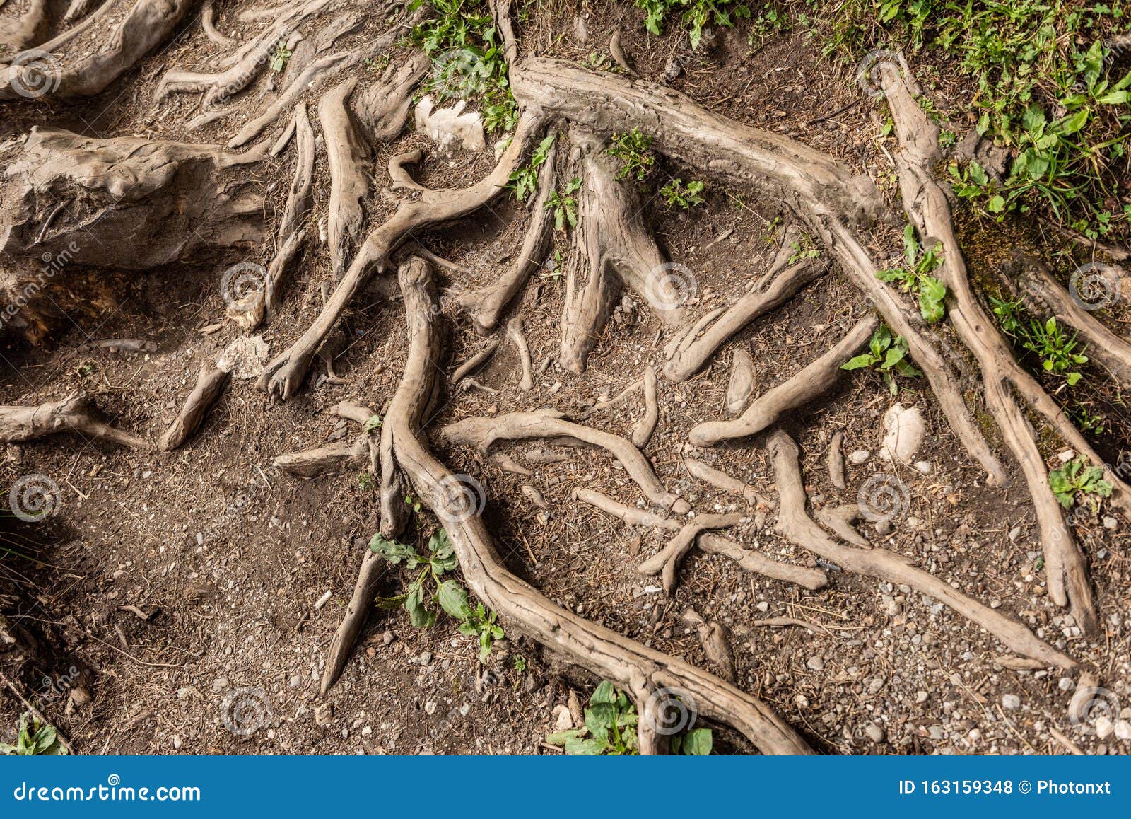 Spreading Root System of Tree; Deep Forest Image Stock Photo - Image of ...