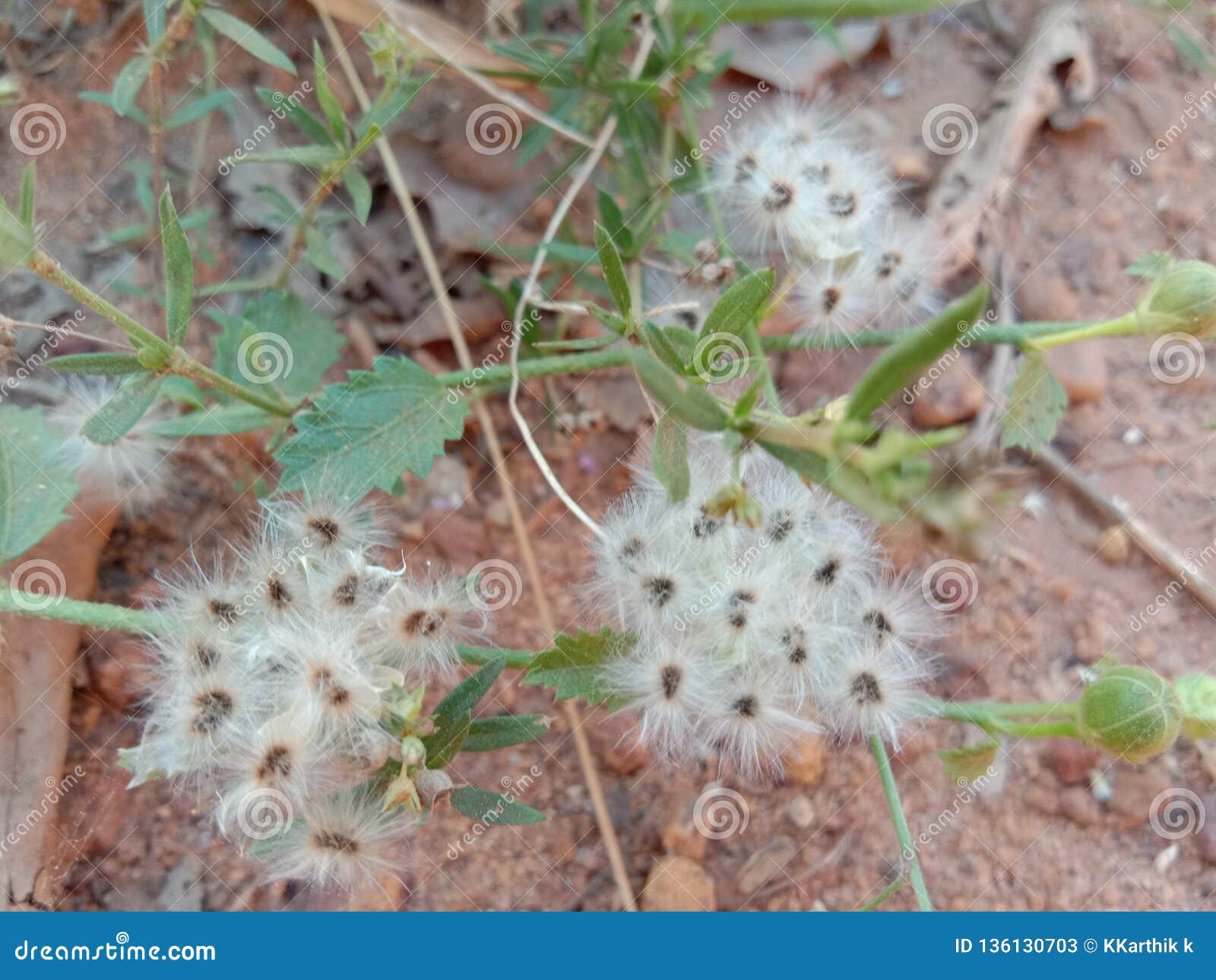 Anemophily Seeds Spread by Air Stock Image - Image of spread, spreading ...