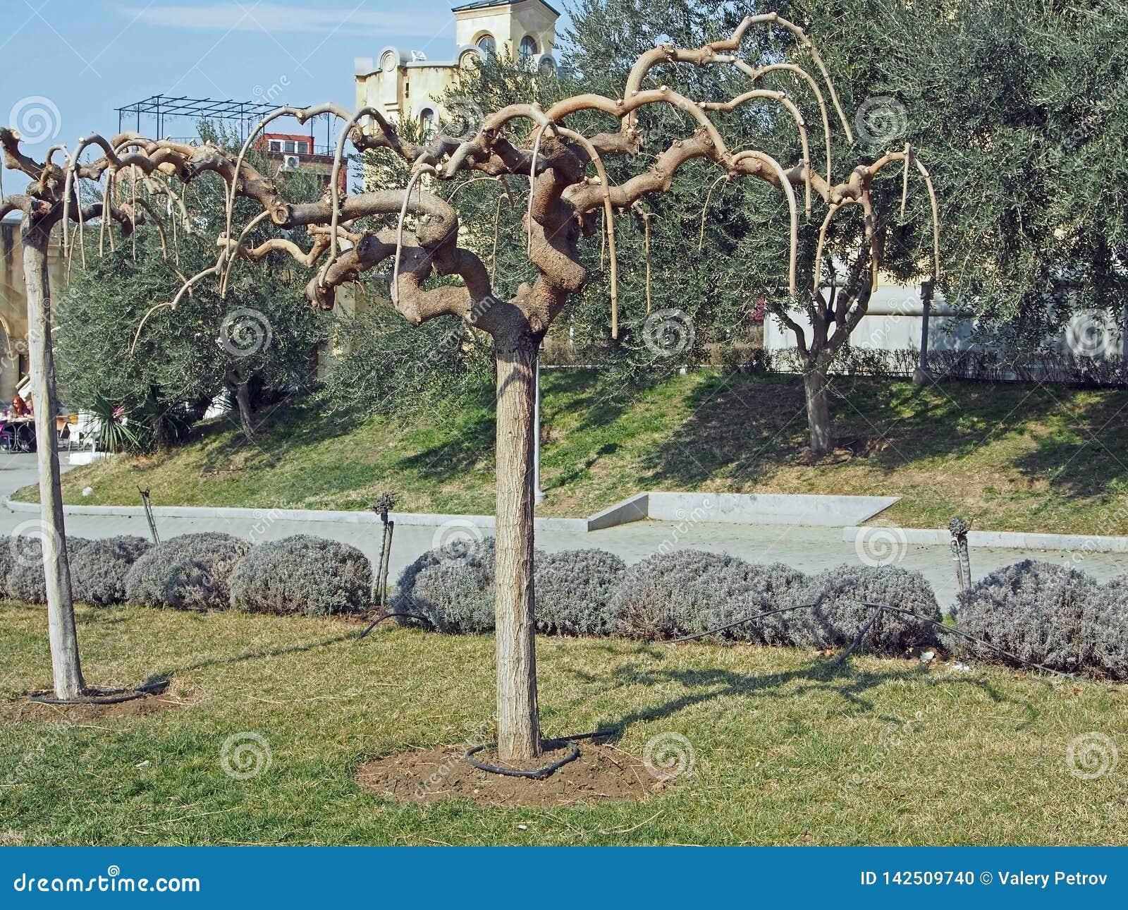 Spreading Southern Tree with Curved Arch Branches without Leaves Stock ...