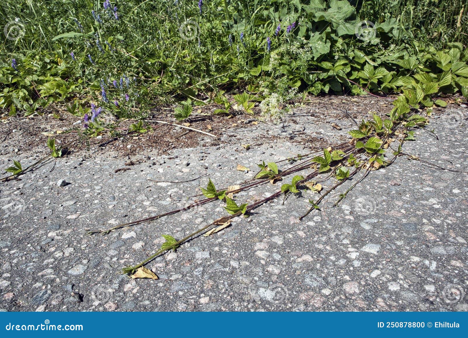 The Spreading Stolons of Wild Strawberry on the Roadside Stock Photo ...