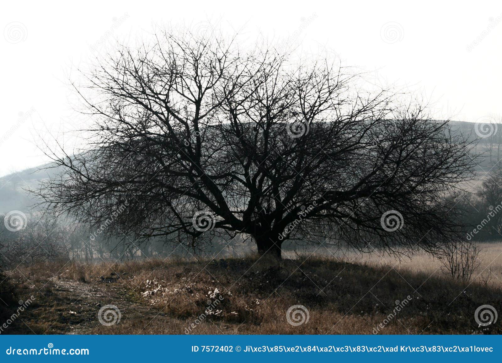 Spreading Tree Stock Photo | CartoonDealer.com #7572402