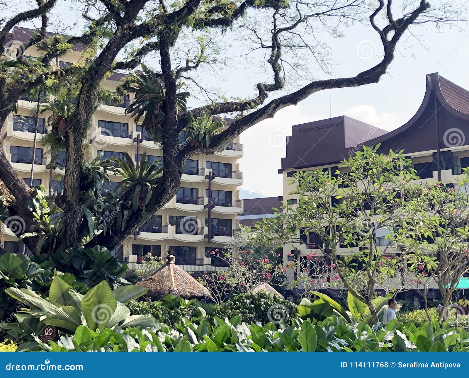 Spreading Tree Stock Photo | CartoonDealer.com #7572402