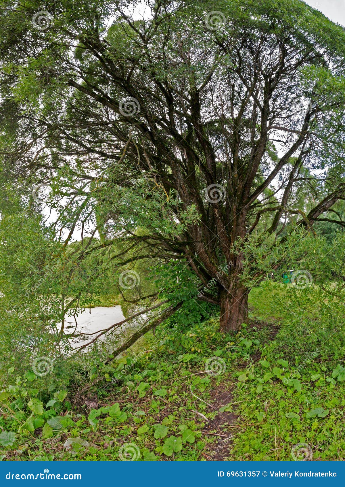 Spreading Tree Stock Photo | CartoonDealer.com #7572402