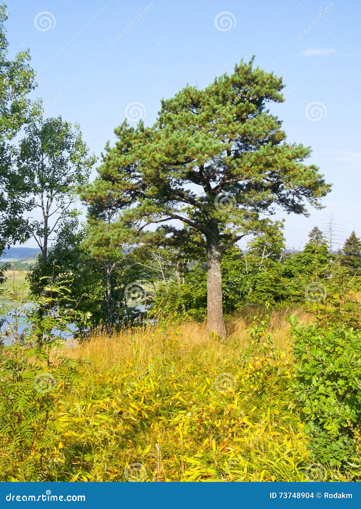 Spreading Tree Stock Photo | CartoonDealer.com #7572402