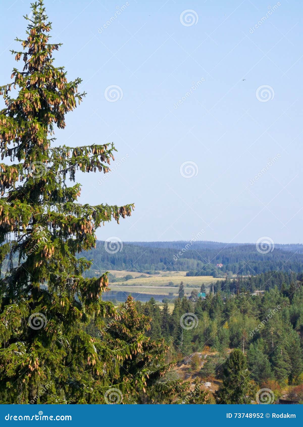 Spreading Tree Stock Photo | CartoonDealer.com #7572402