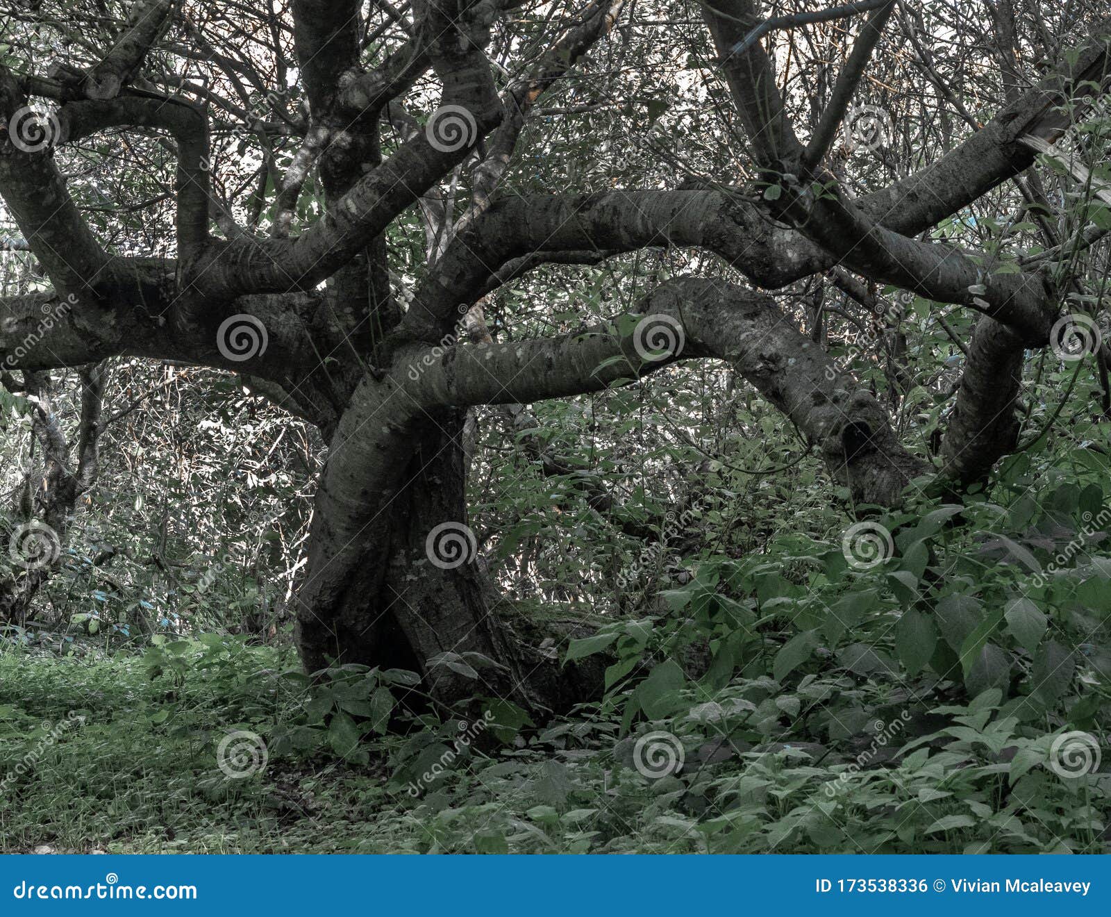Spreading tree branches stock photo. Image of grows - 173538336