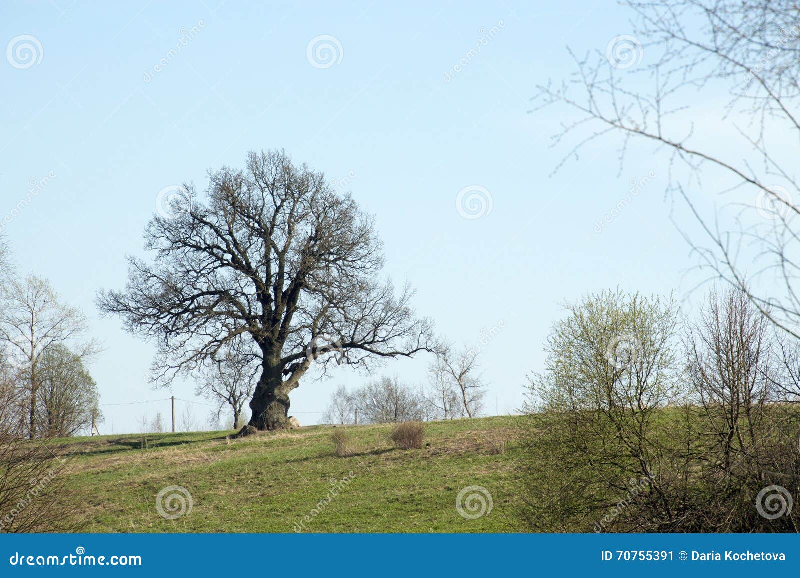 Spreading tree stock image. Image of spreading, summer - 70755391