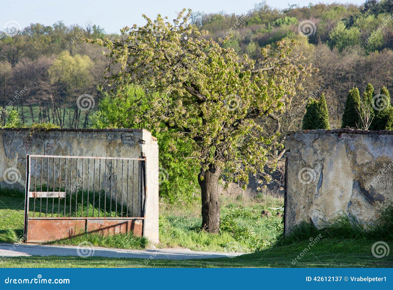 Spreading Tree Stock Photo | CartoonDealer.com #7572402