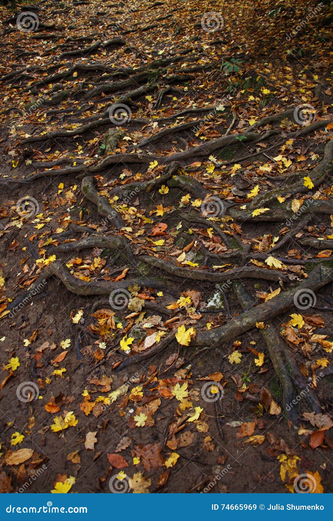 Spreading Tree Root System and Fallen Leaves on the Ground. Stock Image ...
