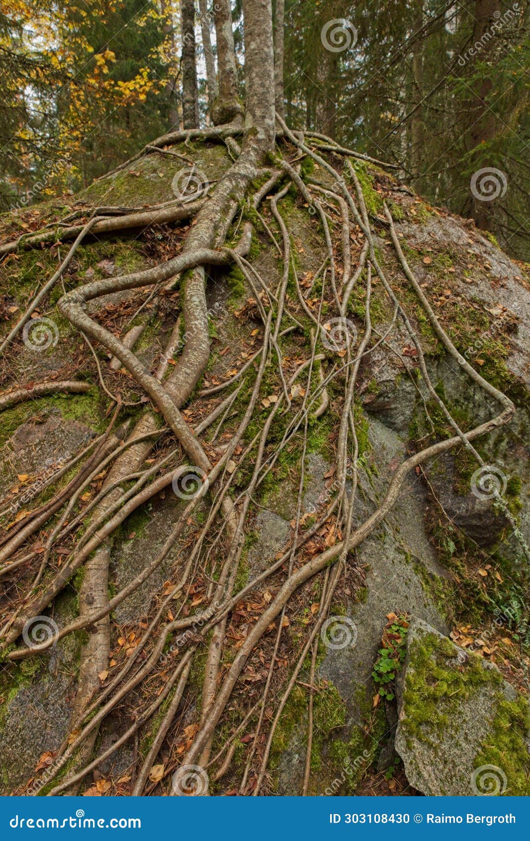 Spreading tree roots. stock photo. Image of spread, rock - 303108430