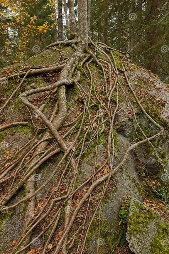 Spreading tree roots. stock photo. Image of spread, rock - 303108430