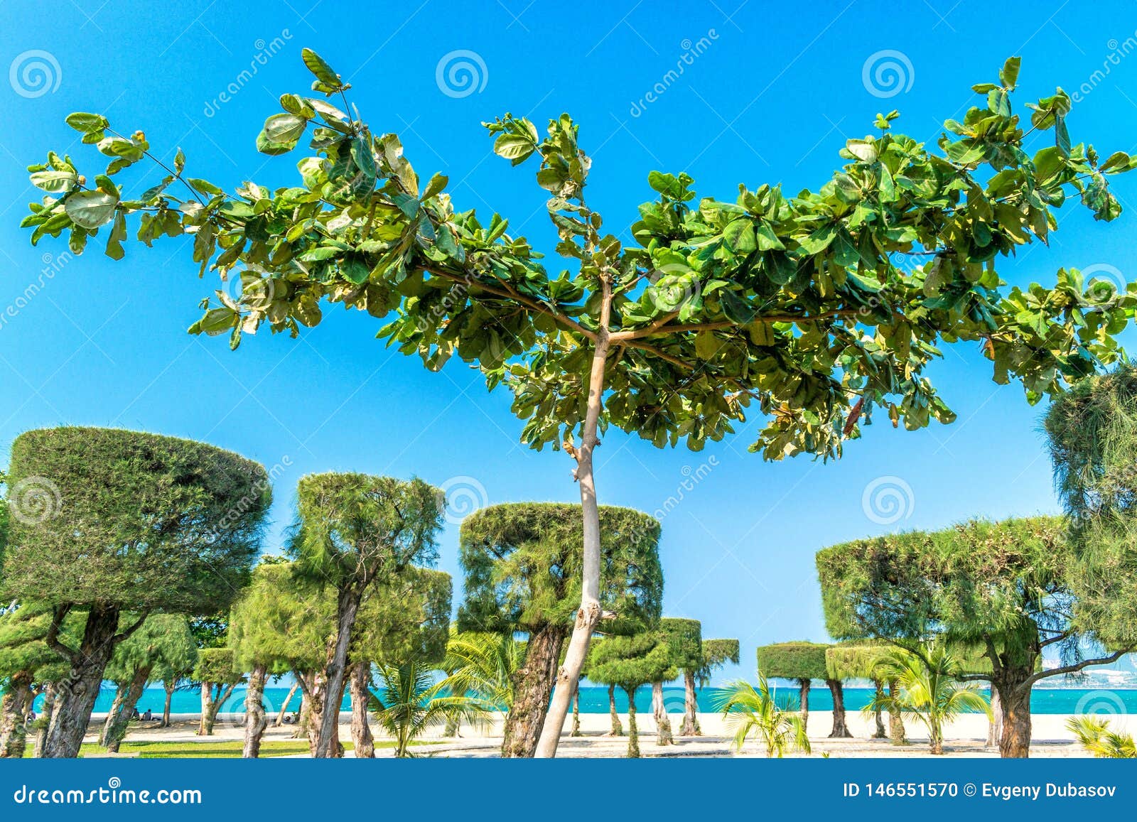 Spreading Tree with Trimmed Trees on Background with Clear Sky Stock ...