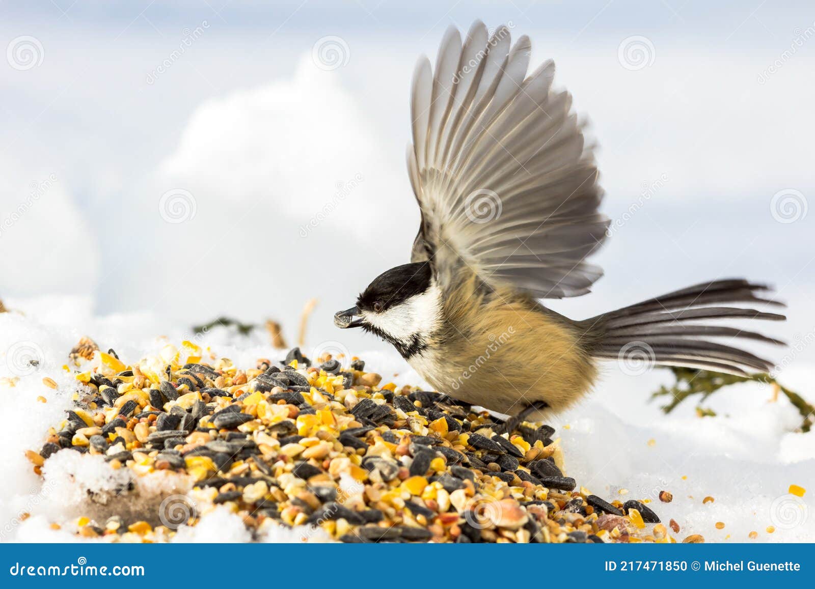 Animal Spreading Seeds Stock Photos - Free & Royalty-Free Stock Photos ...