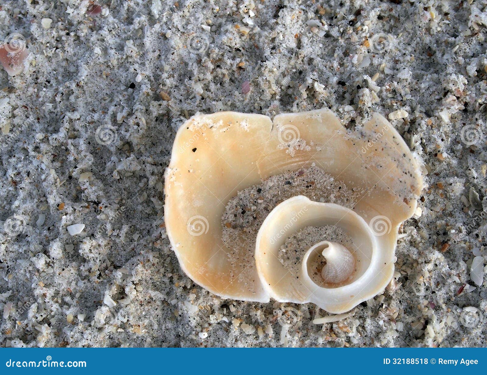 Sprial Shell on Beach stock photo. Image of broken, beach - 32188518