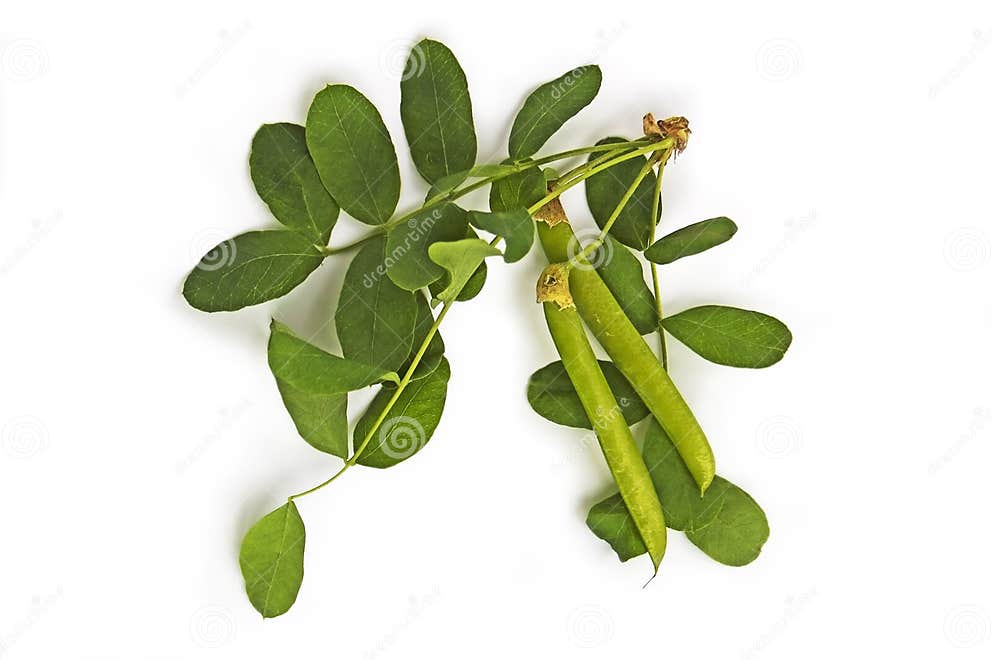Sprig of Acacia pods with stock photo. Image of background - 14888024