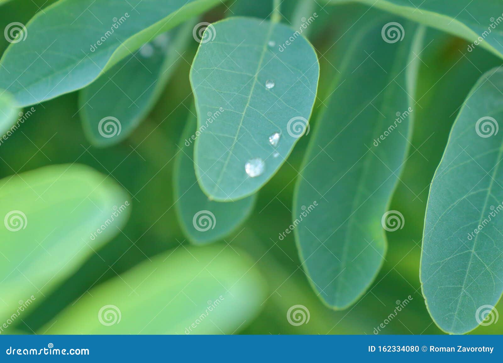 Sprig of Acacia with Rain Drops Stock Photo - Image of green, drop ...