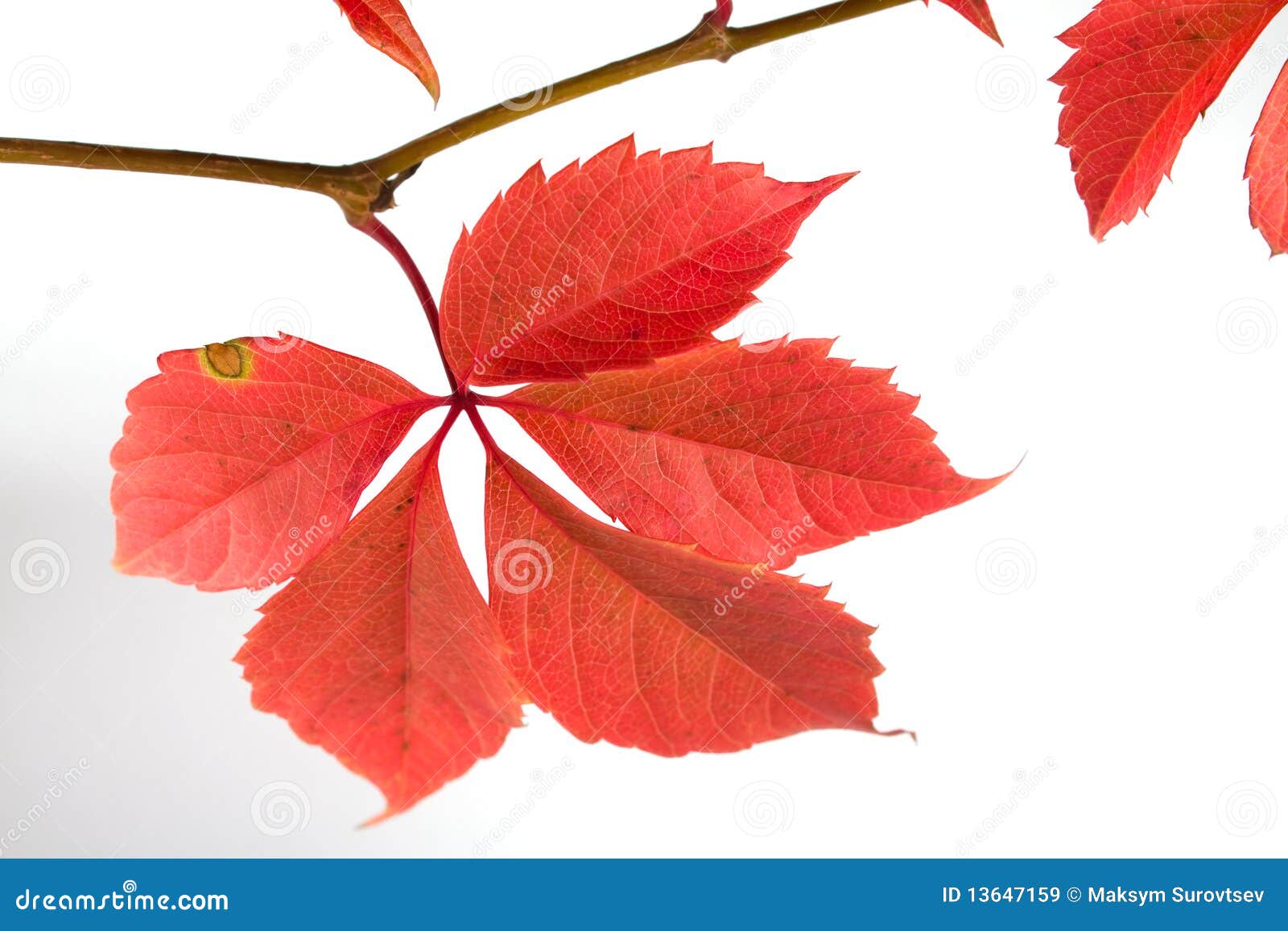 Sprig of autumn vine stock image. Image of frame, plant - 13647159