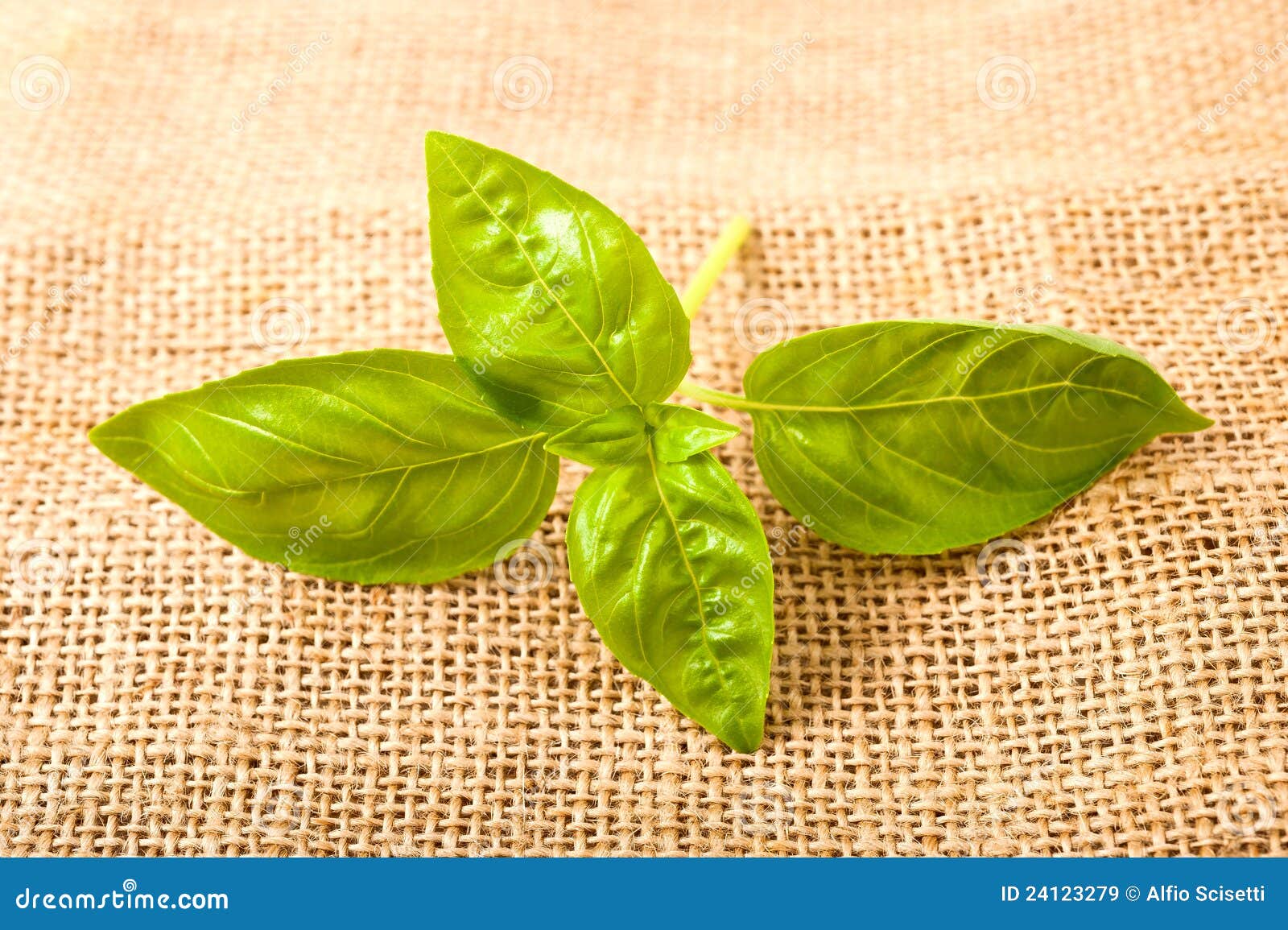 Sprig of basil stock image. Image of herb, meal, leaf - 24123279