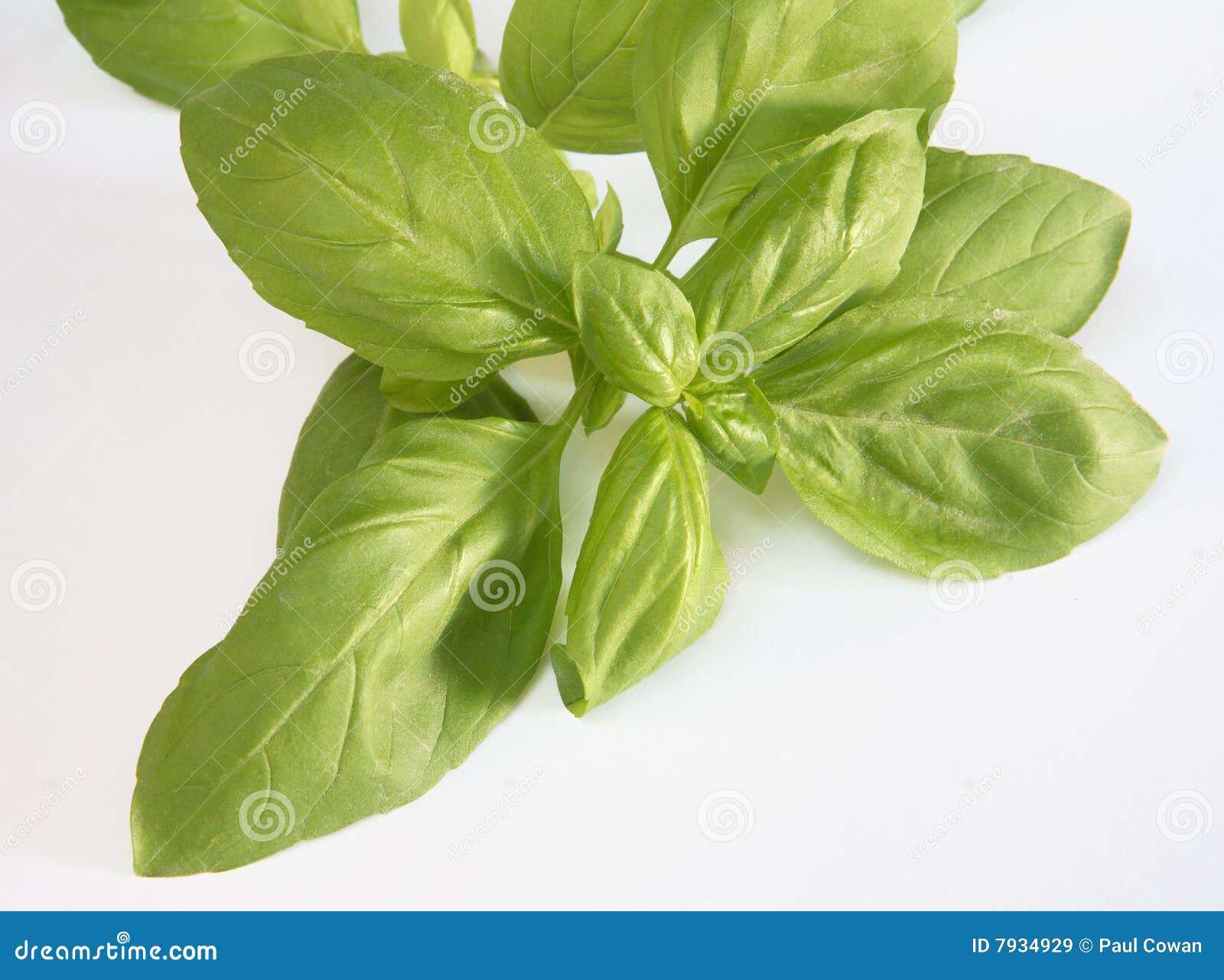 Sprig of basil stock image. Image of italian, green, leaves - 7934929