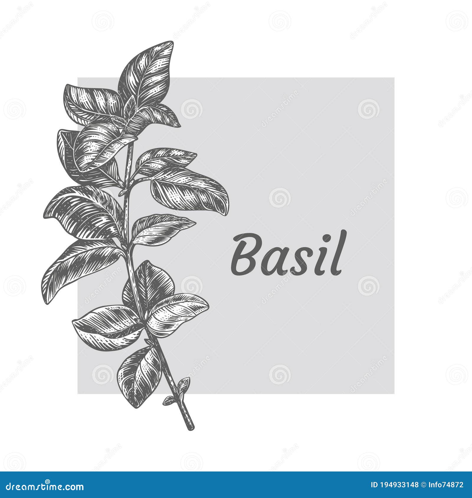 Sprig of Basil. Design Template. Vector Illustration Stock Vector ...
