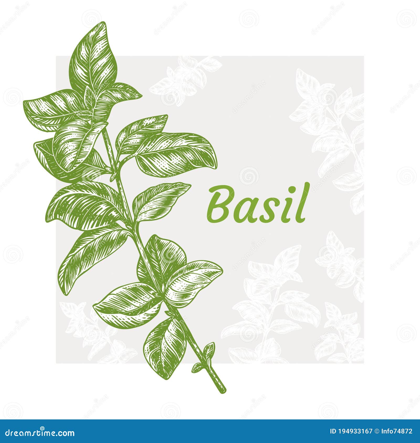 Sprig of Basil. Design Template. Vector Illustration Stock Vector ...