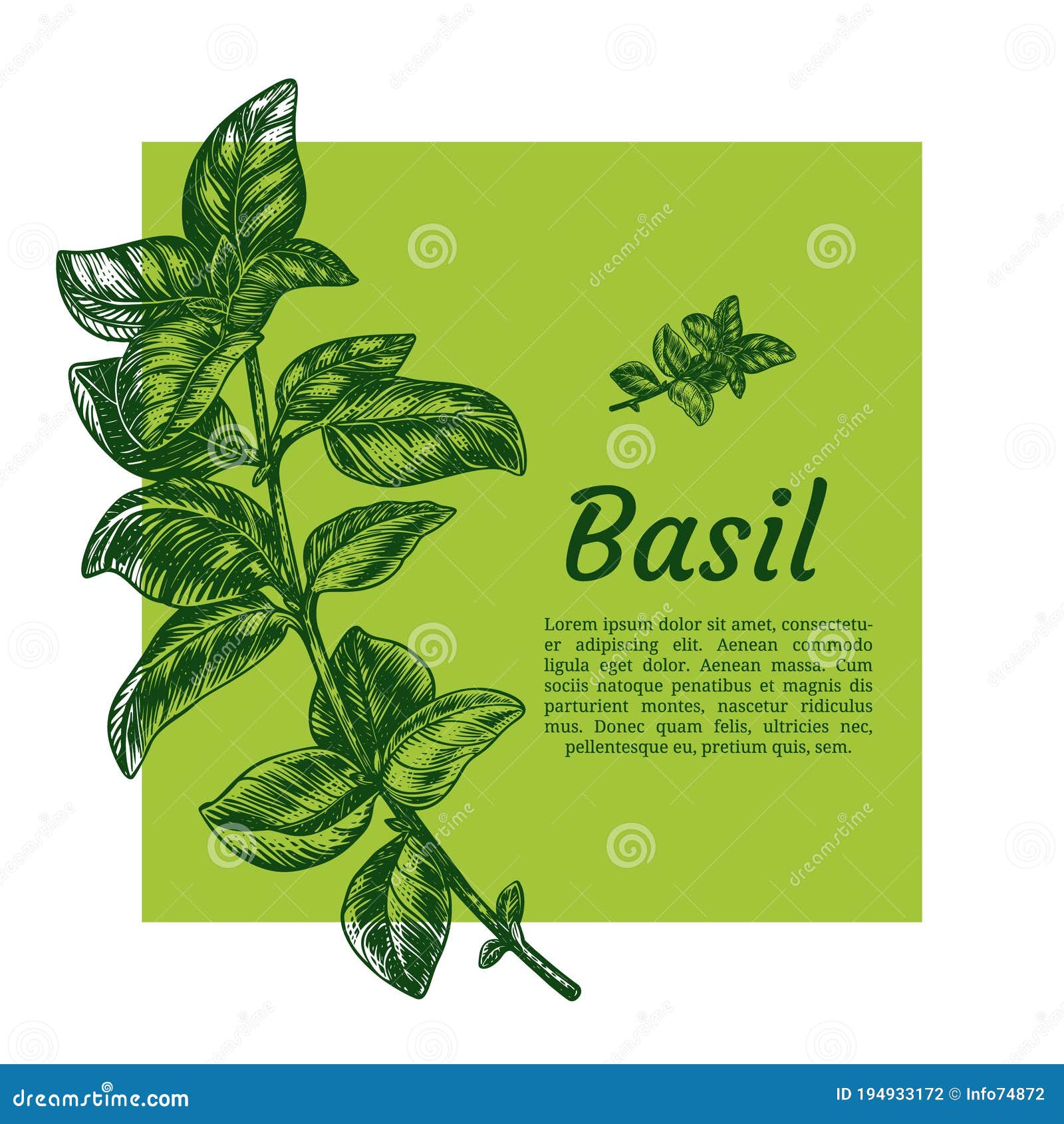 Sprig of Basil. Design Template. Vector Illustration Stock Vector ...