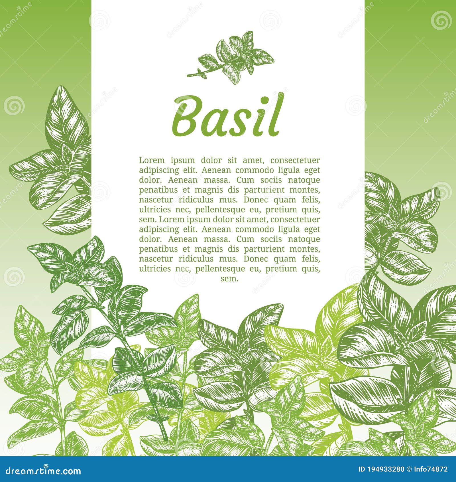 Sprig of Basil. Design Template. Vector Illustration Stock Vector ...