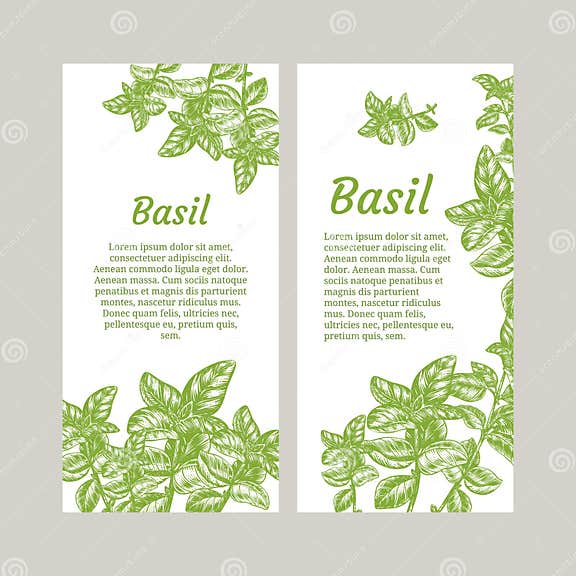 Sprig of Basil. Design Template. Vector Illustration Stock Vector ...