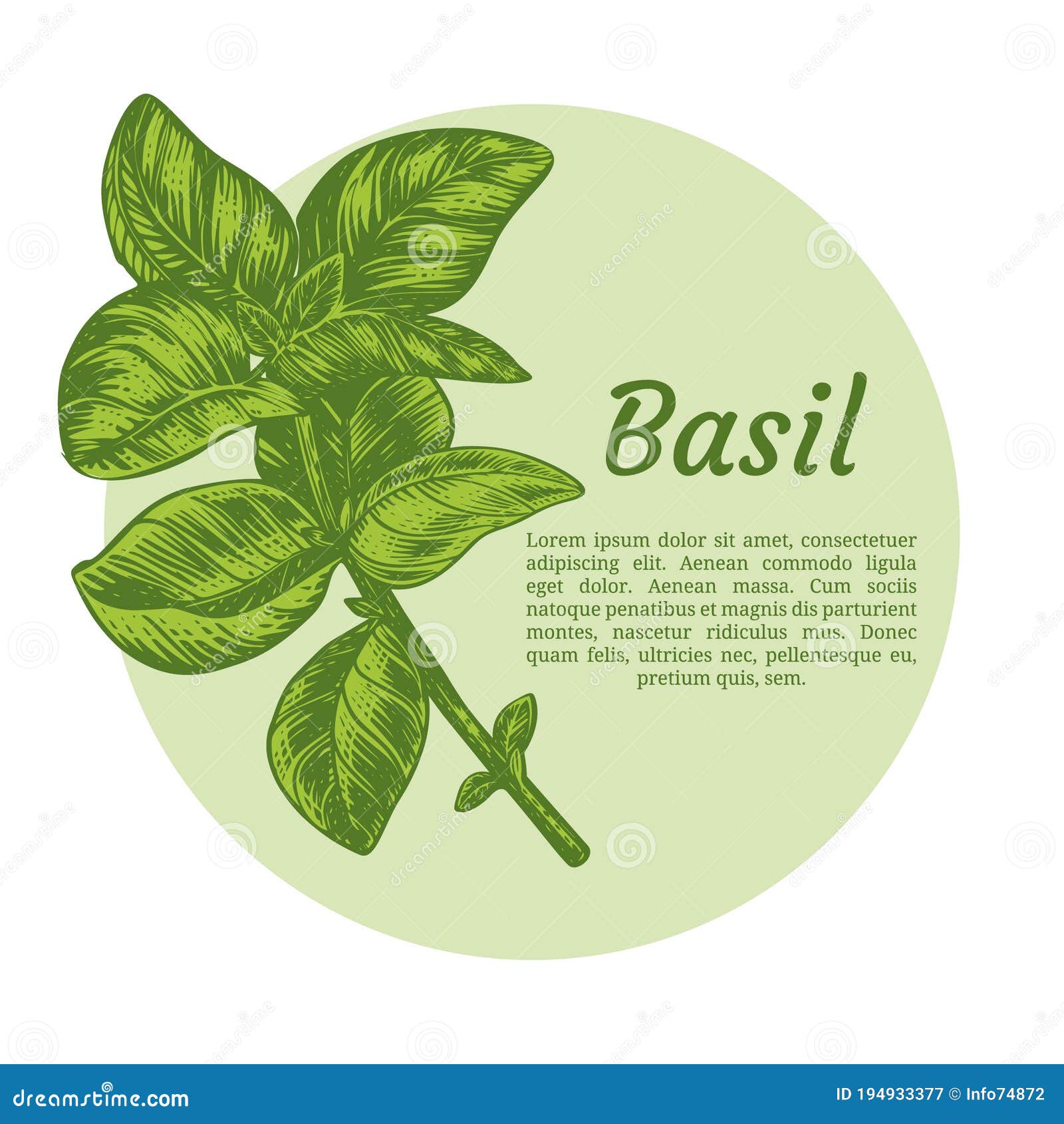 Sprig of Basil. Design Template. Vector Illustration Stock Vector ...