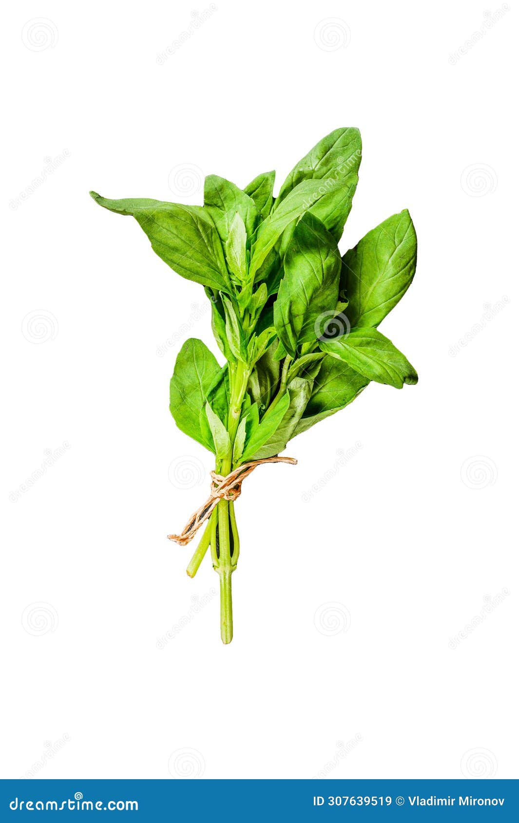 A Sprig of Basil Isolated on White Background. Top View Stock Image ...