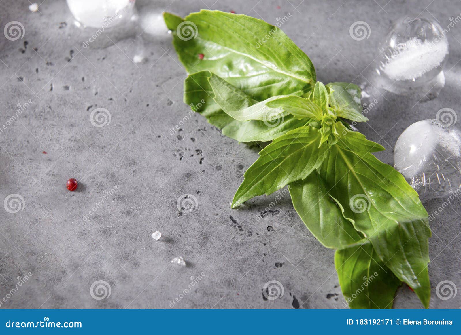 Sprig of Basil, Pieces of Ice on a Gray Background, Greens Stock Image ...