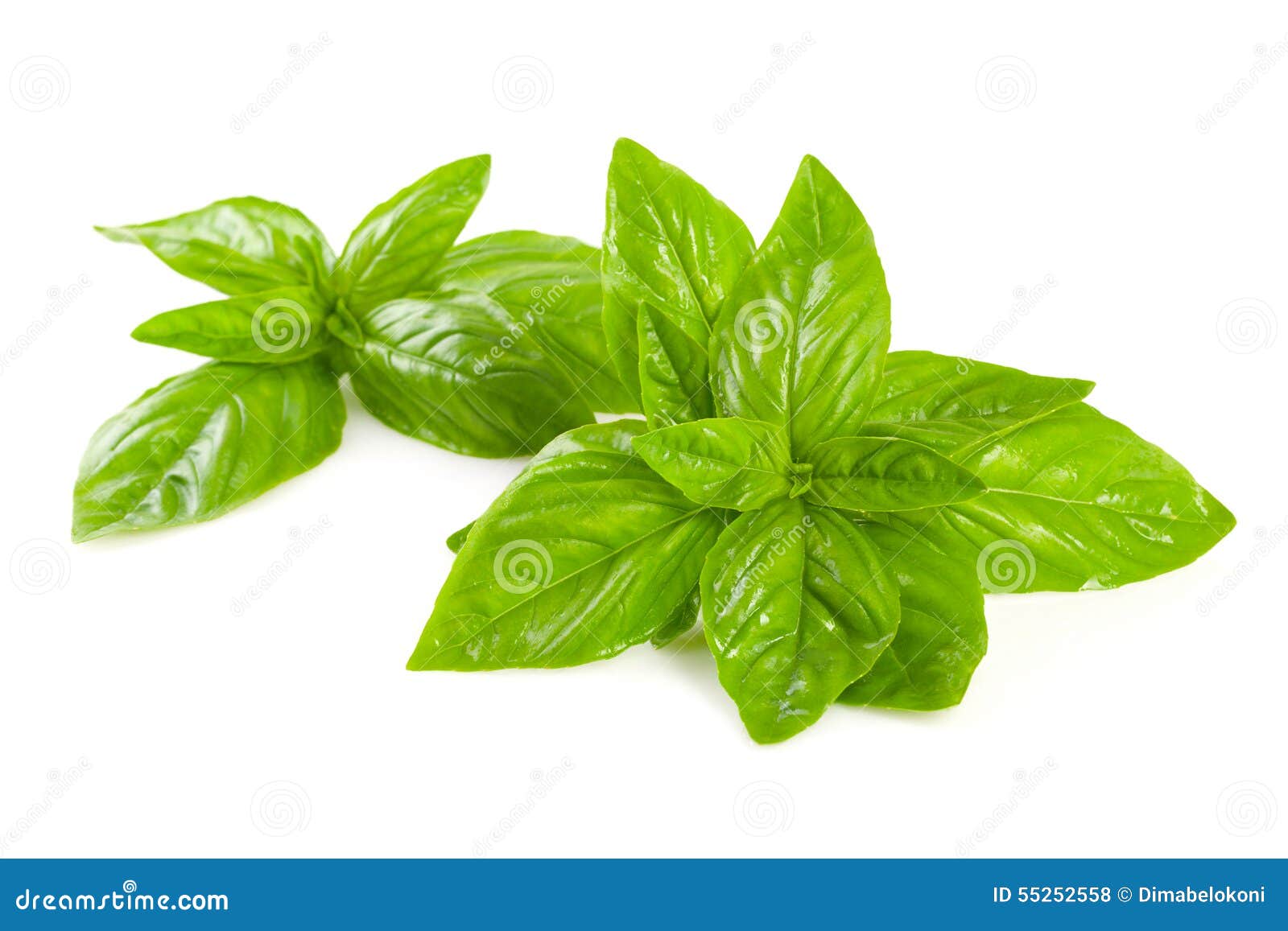 Sprig of basil. stock photo. Image of color, herb, ripe - 55252558